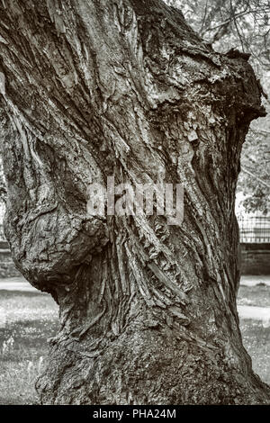 structure of an old bole Stock Photo - Alamy