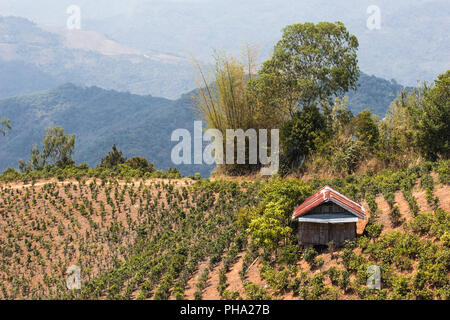 The tea plantation in Laos Stock Photo - Alamy