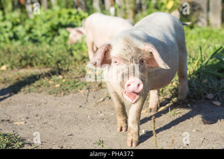 Cute little baby on the meadow field. Toddler child walking outdoor ...