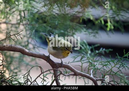 White-breasted White-eye (Zosterops abyssinicus), Hawf Protected Area ...