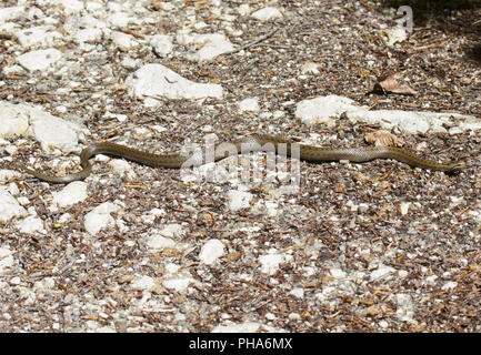 Smooth natter (snake), Königstein-Mountains, Carpathians, Romania Stock ...
