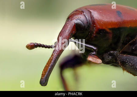 Macro, red palm weevil (Rhynchophorus ferrugineus Stock Photo - Alamy