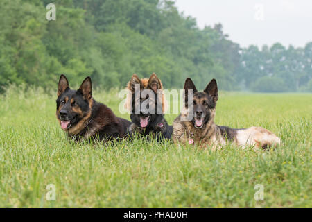 3 German shepherds Stock Photo - Alamy