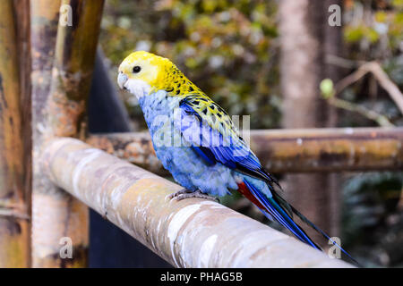 Colored Tropical Parrot Stock Photo - Alamy