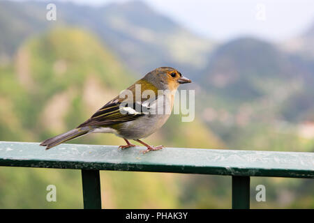 Finch. Madeira Nature Park, Portugal Stock Photo - Alamy