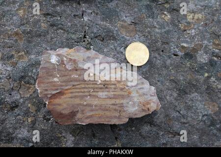 Thin purple, red and grey mudstone laminae are visible in this specimen ...
