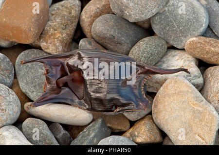 spotted ray egg case Raja montagui washed up on a Cornish beach winter ...