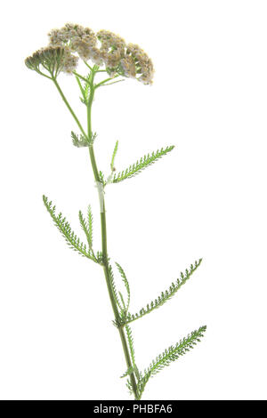 common yarrow (Achillea millefolium Stock Photo - Alamy