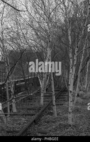 Trees and disused railway track, High Line, Manhattan, New York City ...