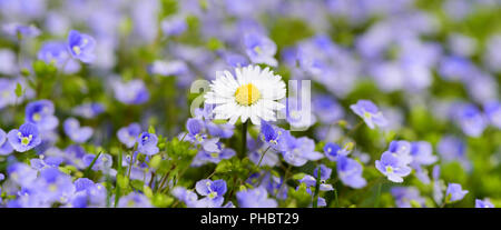 The Beautiful Wide Angle flower background. Panoramic floral wallpaper ...