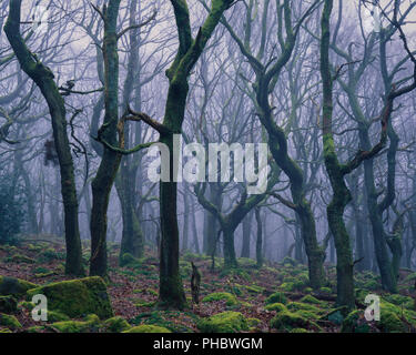 Padley Gorge on a misty morning in November. A beautiful wooded valley ...