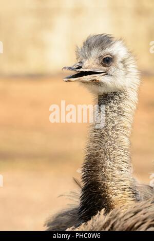 Vertical shot of an ostrich head in the wilderness Stock Photo - Alamy
