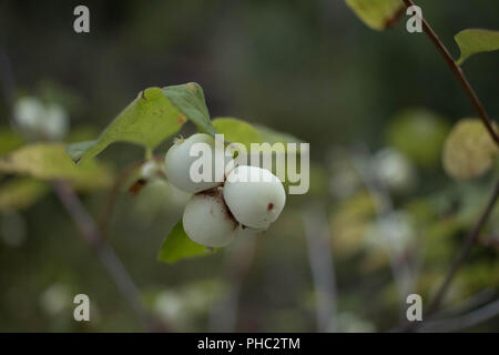 Snowberries ripen in the summer sun in Malheur National Forest, Oregon ...