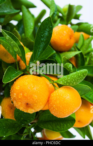 Ripe fruits of a tangerine tree close up among green foliage Stock ...