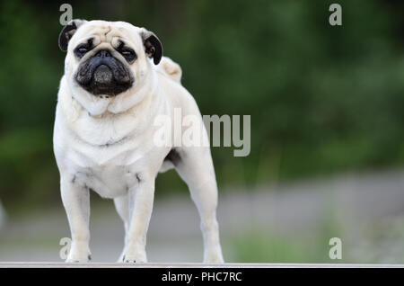 pug puppy in front of a white background Stock Photo - Alamy