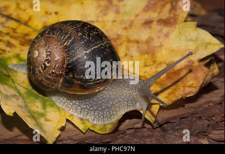 European Garden snail Cornu aspersum Stock Photo - Alamy