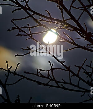 Moon behind branches of a tree Stock Photo - Alamy