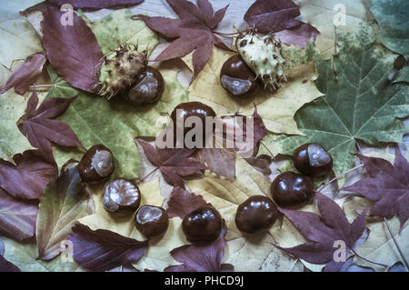 Face of foliage and chestnut Stock Photo - Alamy