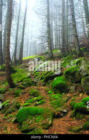 A beautiful dense moss covered forest with tall trees with a river ...