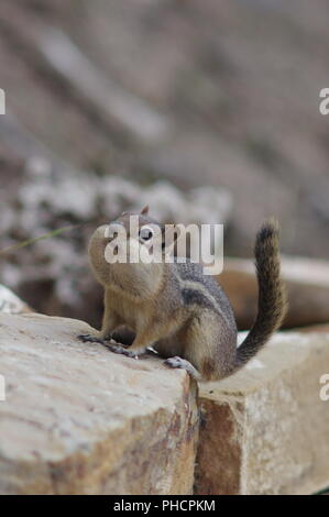 One Squirrel with its cheeks full Stock Photo - Alamy