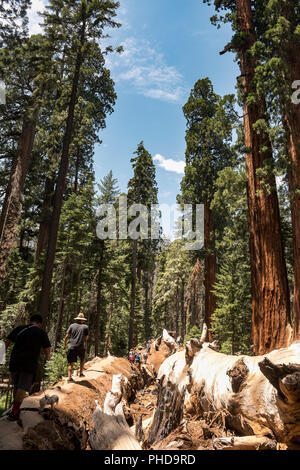 Root system of fallen Giant Sequoia, Sequoiadendron giganteum, in the Sherman Tree area of ...