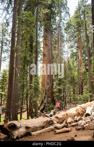 Root system of fallen Giant Sequoia, Sequoiadendron giganteum, in the Sherman Tree area of ...