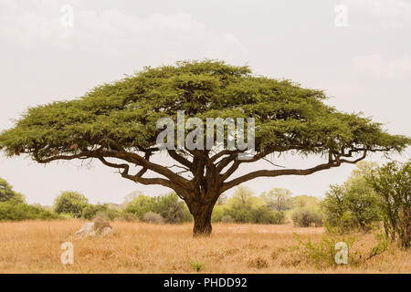 Acacia tree Acacieae in the desert of Sudan, Africa Stock Photo - Alamy