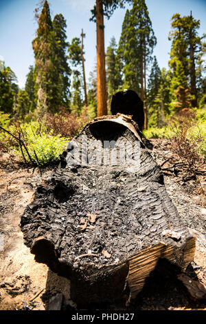 Root system of fallen Giant Sequoia, Sequoiadendron giganteum, in the ...