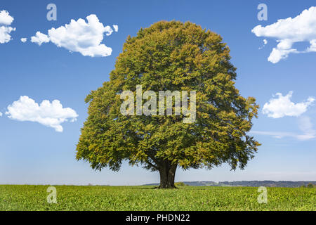 single big beech tree in field with perfect treetop Stock Photo - Alamy