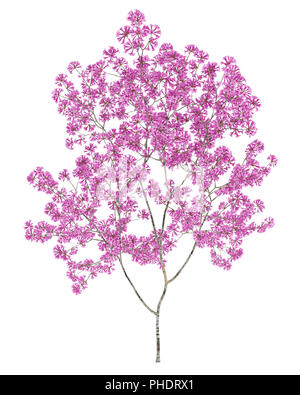 red lapacho tree isolated on white background Stock Photo - Alamy