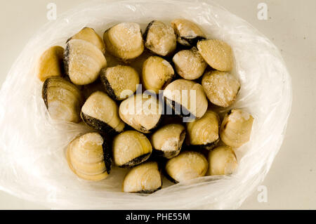 Collection of various clam shells Stock Photo - Alamy