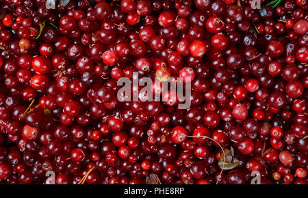 Cowberry cranberry texture Stock Photo - Alamy
