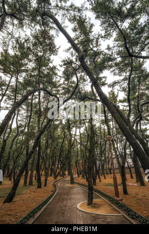 daereungwon pine tree forest Stock Photo - Alamy