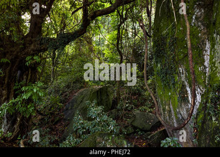 Inside the atlantic rainforest Stock Photo - Alamy