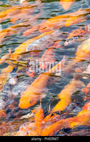 Koi carps swimming in a pond seen from above the water surface Stock ...