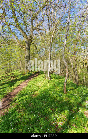 Path through deciduous forest with blooming wild garlic (Allium ursinum ...