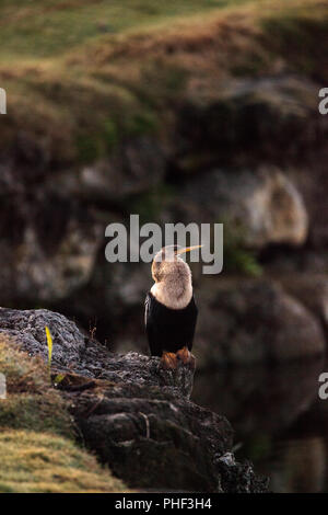 Male Anhinga bird called Anhinga anhinga and snakebird perches near a ...