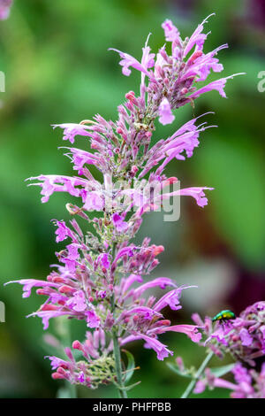A close-up of a purple Agastache flower spike with a soft-focus ...