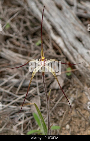 Common white spider orchid (Caladenia longicauda), spring wildflower in ...