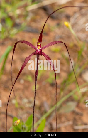 Blood red orchid flowers Stock Photo - Alamy