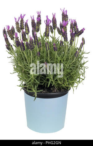 Lavender bush in flower pot isolated on white Stock Photo - Alamy