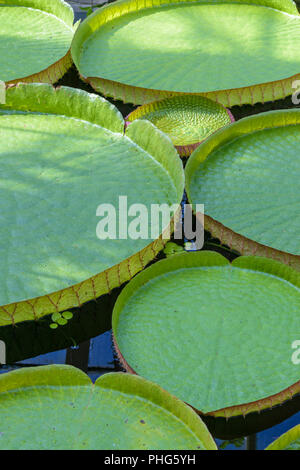 victoria cruziana leaves santa cruz water lily leaf giant water lily water ponds nymphaea lilies ...