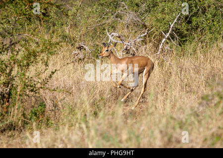a dancing impala in the Kruger National Park South Africa Stock Photo ...