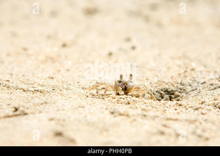 Small crabs on the beach Stock Photo - Alamy