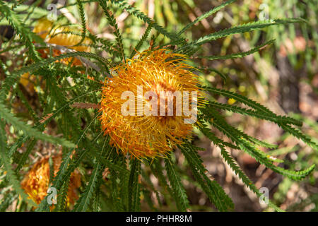 Australian native Showy Dryandra flowers, Banksia formosa, family ...