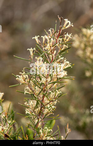 Silky hakea (Hakea sericea Stock Photo - Alamy