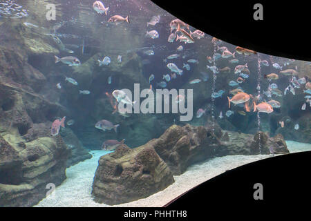 Various fish species at "Cretaquarium" in Heraklion city, Crete Island ...