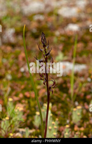 Prasophyllum gracile, Little Laughing Leek Orchid Stock Photo - Alamy