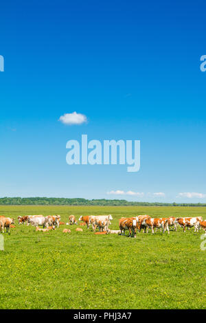 The cow's farm in Croatia Stock Photo - Alamy