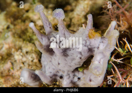 Marine sponge, Haliclona sp., Chalinidae, Anilao, Batangas, Philippines ...